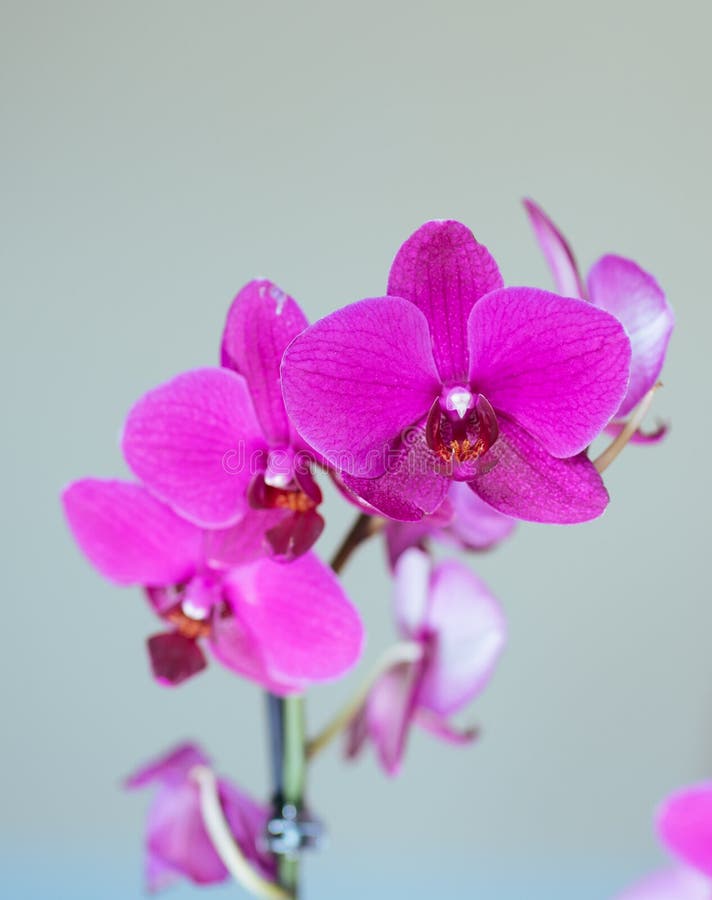 Orchid flower in bloom stock image. Image of home, botany - 171220385