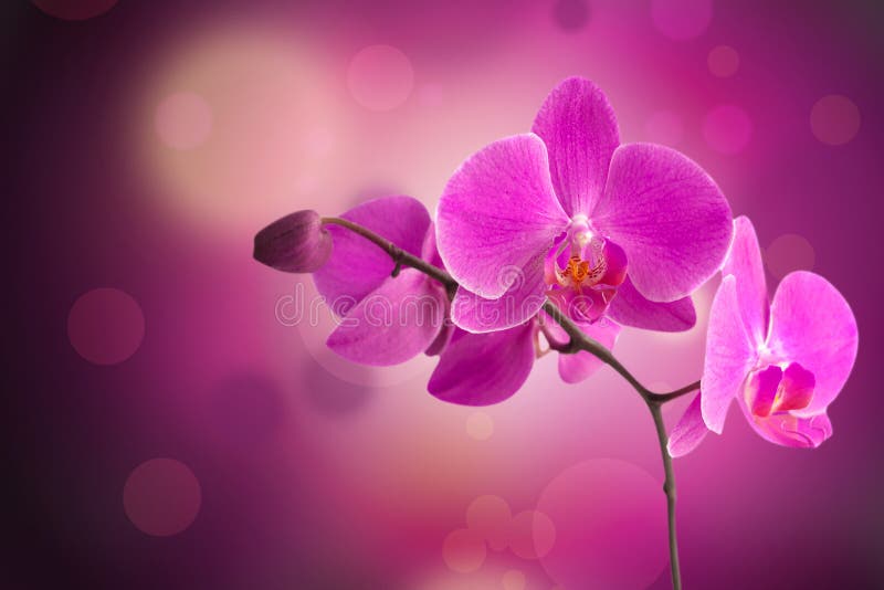 Orchid Flower Border Design Stock Photo - Image of branch, blossom ...