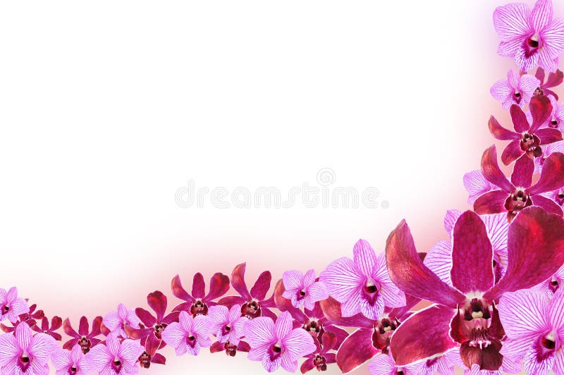 Orchid Flower Border Design Stock Illustration - Illustration of beauty ...