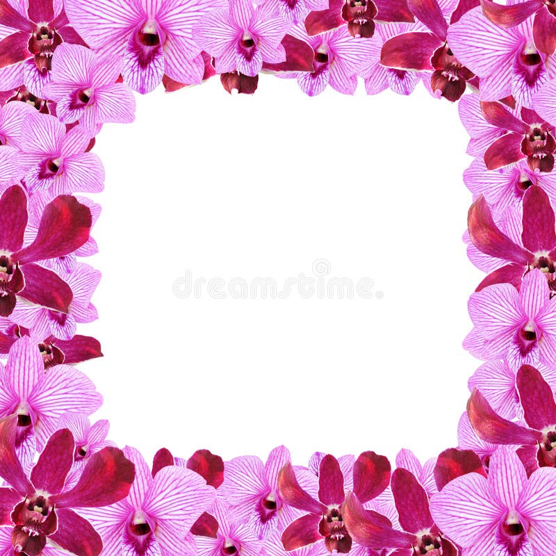 57+ Orchid border white Free Stock Photos - StockFreeImages - Page: 2