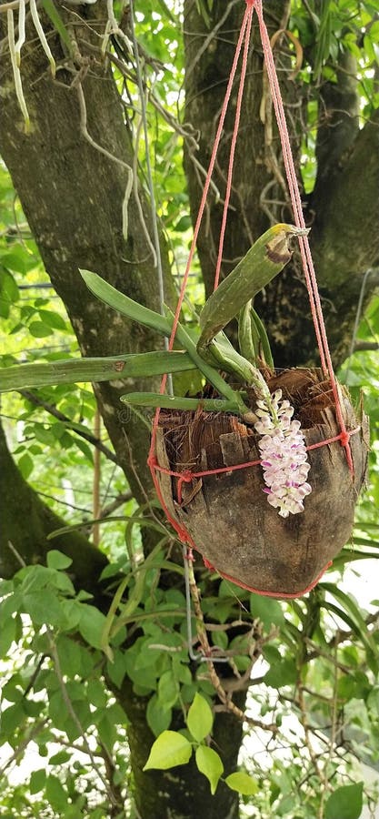 Orchid, Flower, Flower in Coconut Shell Stock Image - Image of shell ...