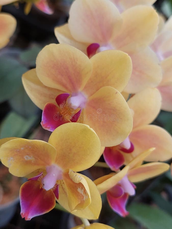 Orchid Flower Color Combination between Yellow and Purple Stock Photo ...