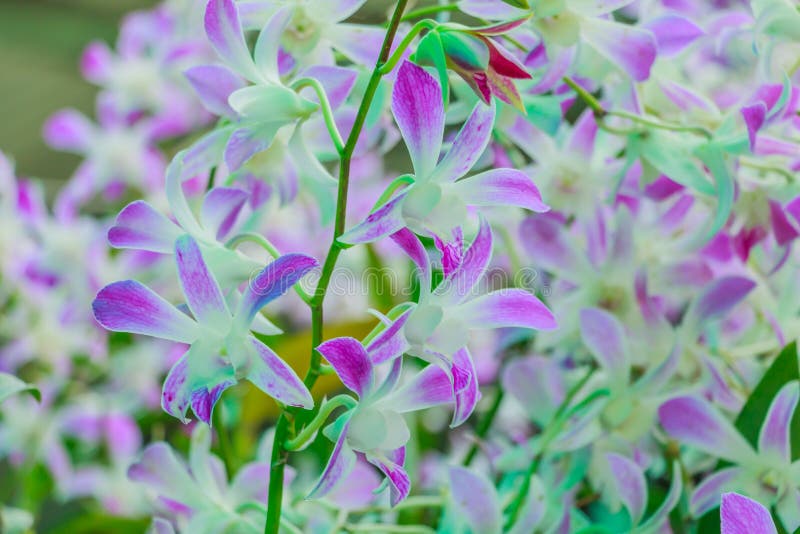 Orchid flower full bloom stock photo. Image of pastel - 66518470