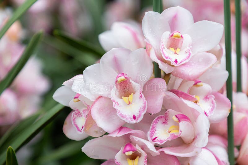 Orchid Flower in Orchid Garden at Winter or Spring Day. Cymbidium ...