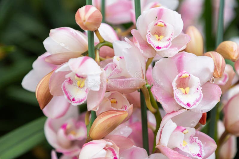 Orchid Flower in Orchid Garden at Winter or Spring Day. Cymbidium ...