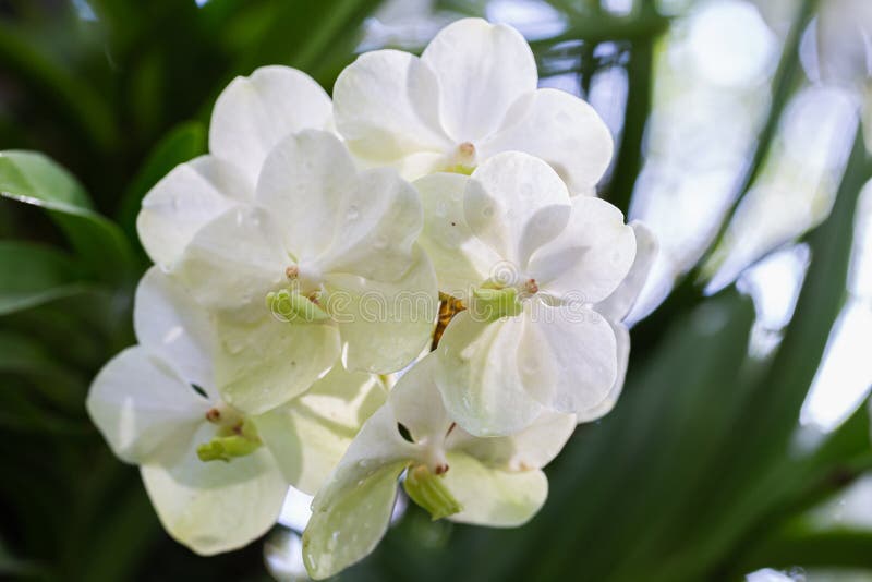 White Vanda Orchid Flowers in the Garden Stock Image - Image of beauty ...