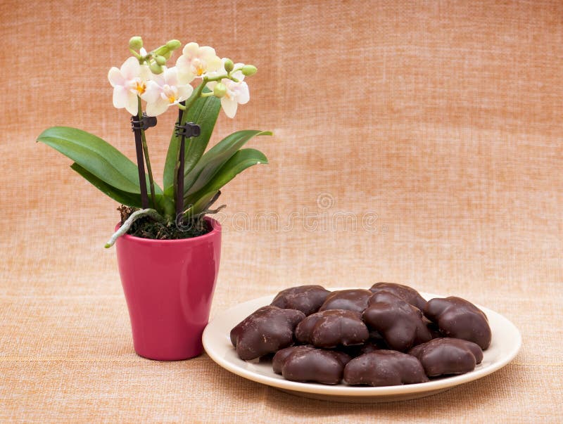 Orchid Flower and Gingerbread Cookies Stock Photo - Image of beautiful ...