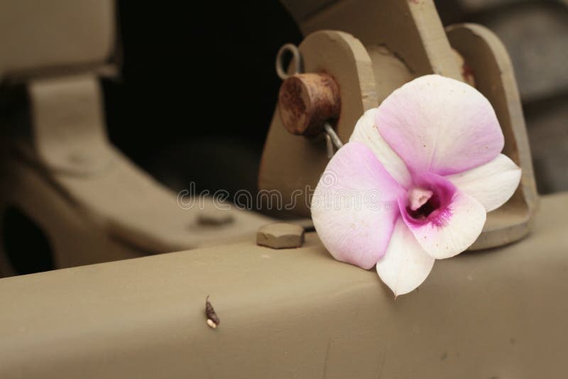 Orchid Flower on a Jeep at the Park Stock Photo - Image of decoration ...