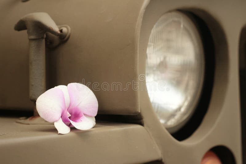 Orchid Flower on a Jeep at the Park Stock Photo - Image of spring ...