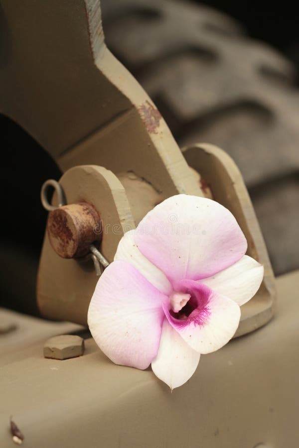 305 Jeep Flower Stock Photos - Free & Royalty-Free Stock Photos from ...