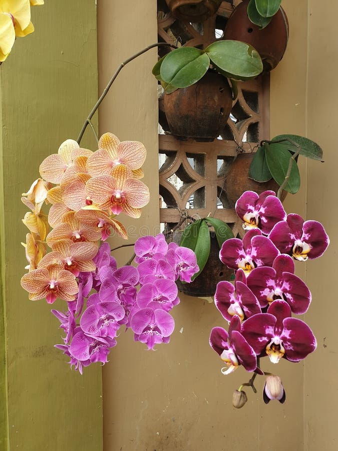 Orchid Flower in Multiple Colours Stock Photo - Image of centrepiece ...