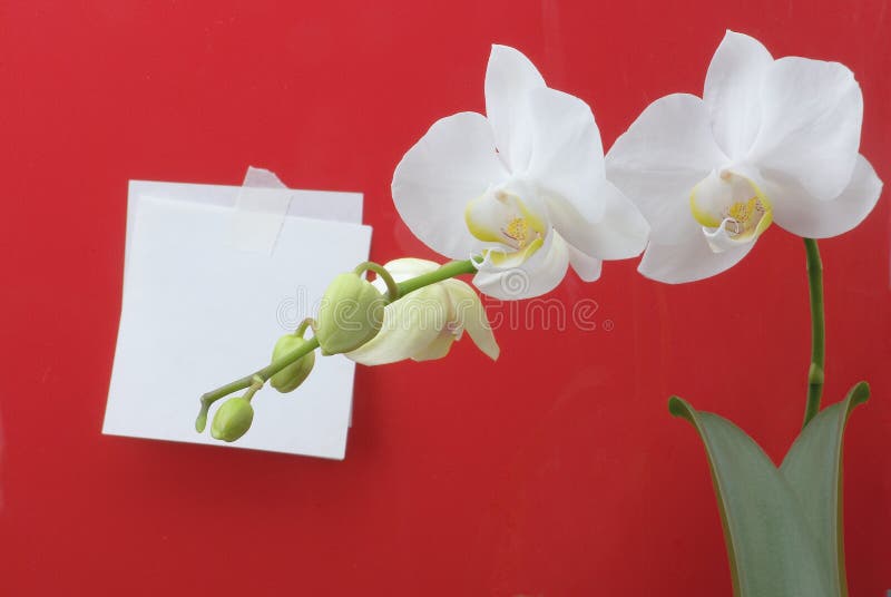 Orchid Flower and Note Paper Stock Photo - Image of cover, banner: 13350104