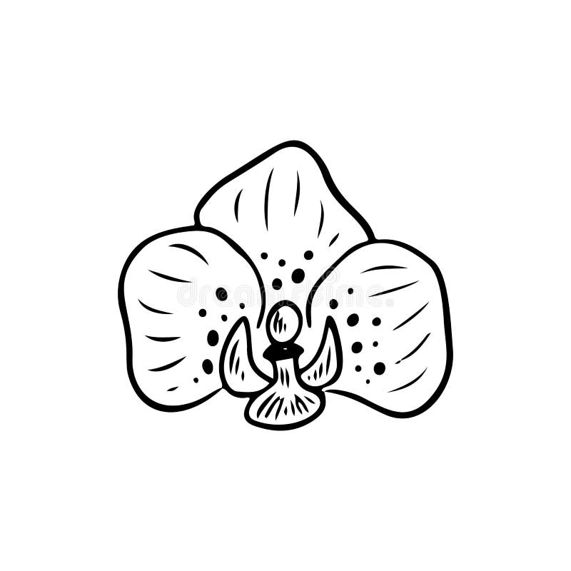 Orchid Flower Outline Orchid Line Art Vector Illustration Isolated On