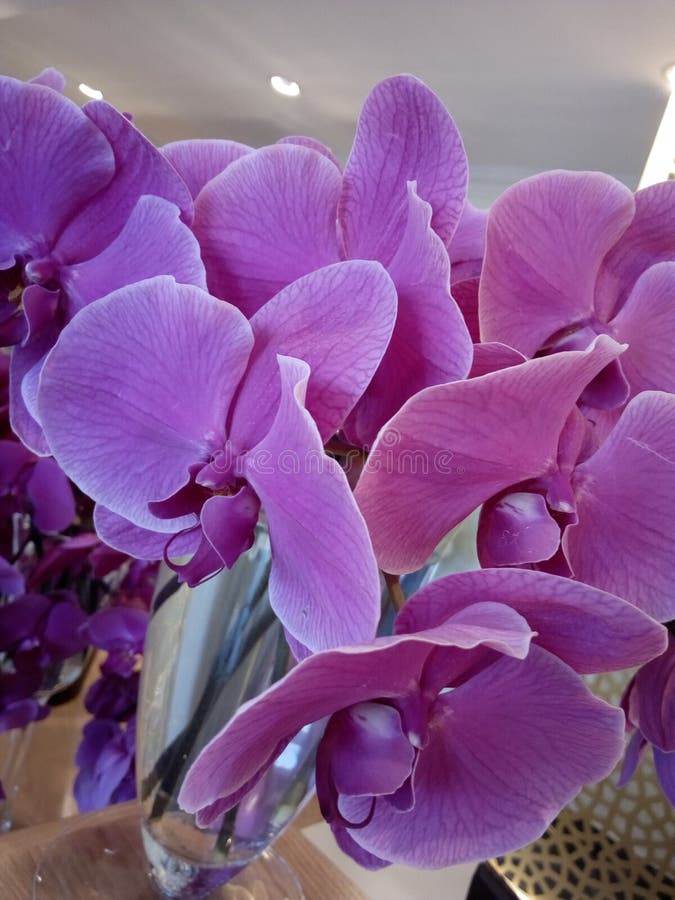 Flower Perpel Color Stock Photos - Free & Royalty-Free Stock Photos ...