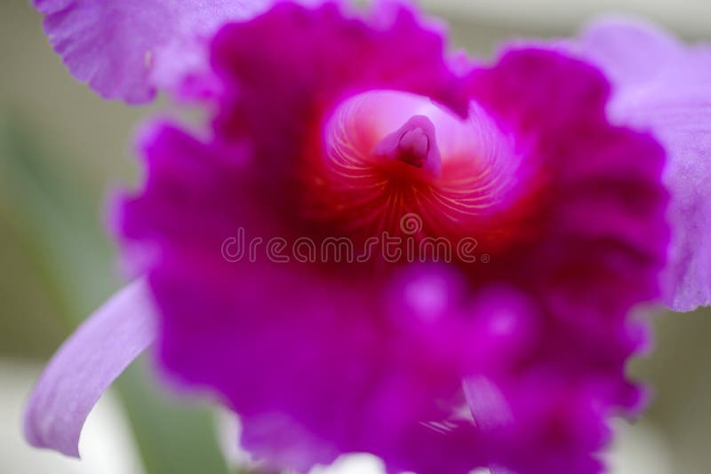 Orchid flower stock image. Image of nature, springs, conservation ...