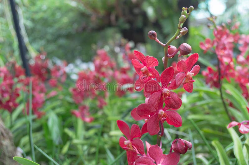 Red Orchid Flower on Green Leaves Background in the Garden Stock Image ...