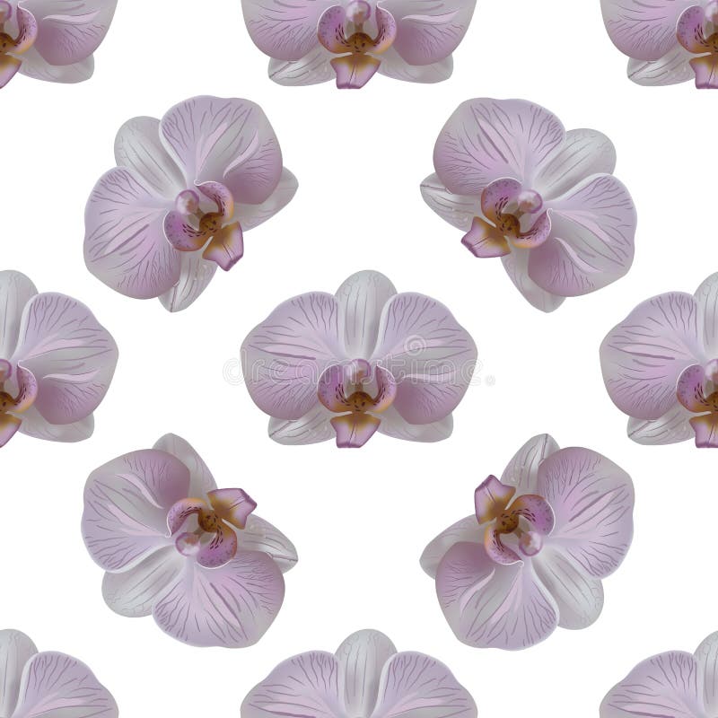 Orchid Flower Seamless Pattern Stock Vector Illustration Of Nature