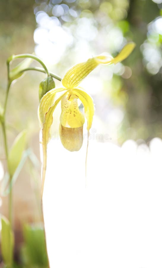 Orchid flower stock photo. Image of isolated, decorative - 30830994