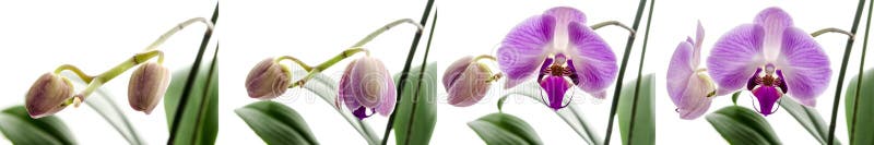 Orchid Flower Stages of Growth Stock Photo - Image of development ...