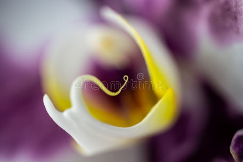 Orchid Flower and Stamen Large Platonic Stock Image - Image of bouquet ...