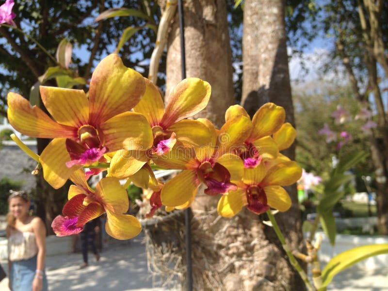 Orchid or Flower in Thailand. Editorial Stock Photo - Image of thailand ...
