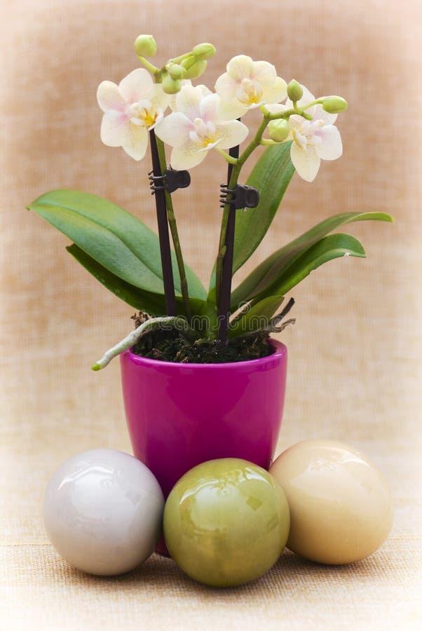 Orchid Flower and Three Easter Eggs Stock Photo - Image of colourful ...