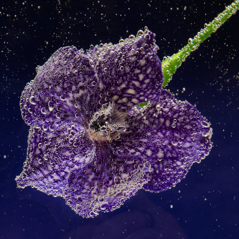 Orchid Flower Under Water with Bubbles on Petals Stock Photo - Image of ...