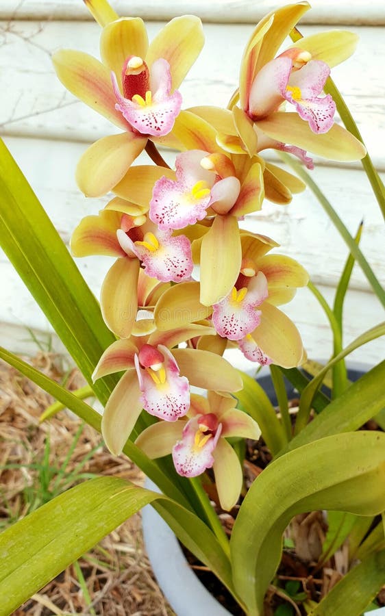 Orchid flowering stock photo. Image of orchid, flowering - 193671862