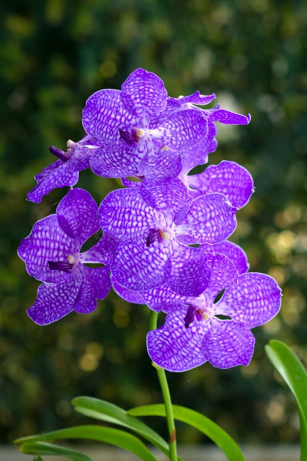 Orchid stock photo. Image of sepal, nature, orchid, blue - 34502572