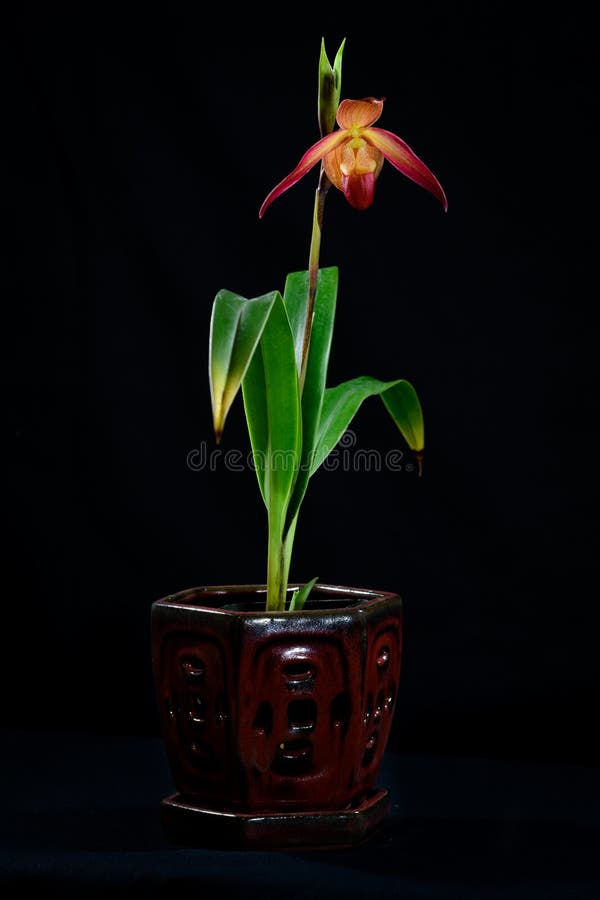 Orchid in flowerpot stock image. Image of cultivated - 180820679
