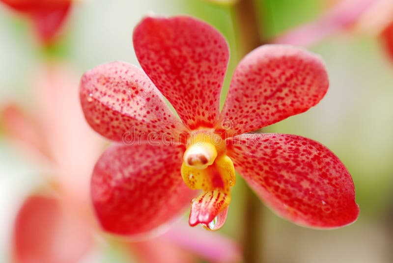 Orchid Flowers stock photo. Image of outdoors, fuchsia - 10843934