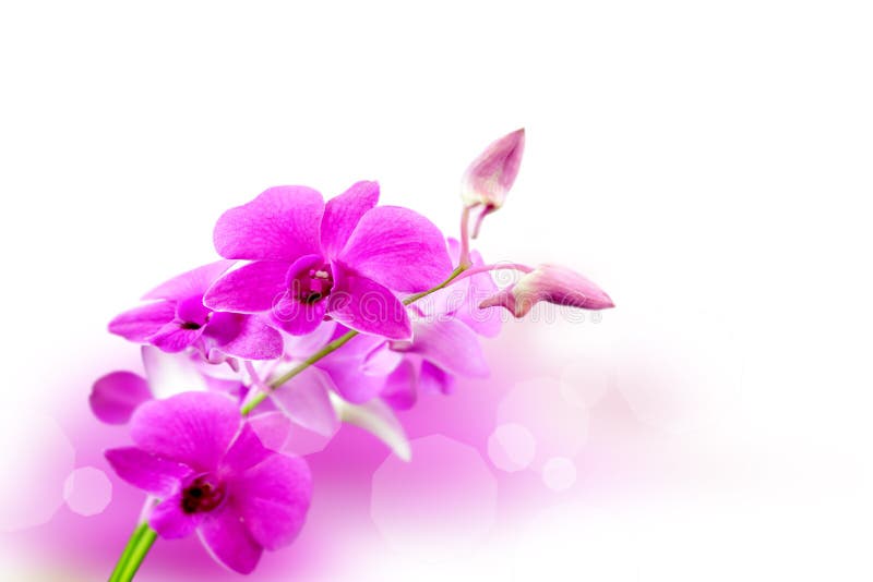 Orchid flowers background stock photo. Image of flower - 27082008
