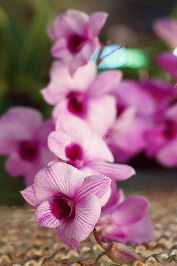 Orchid flowers stock photo. Image of pretty, bright, close - 50558530