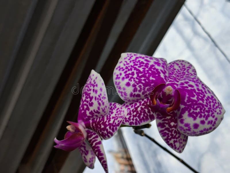 Orchid Flowers Bloom and are Very Beautiful in May Stock Photo - Image ...