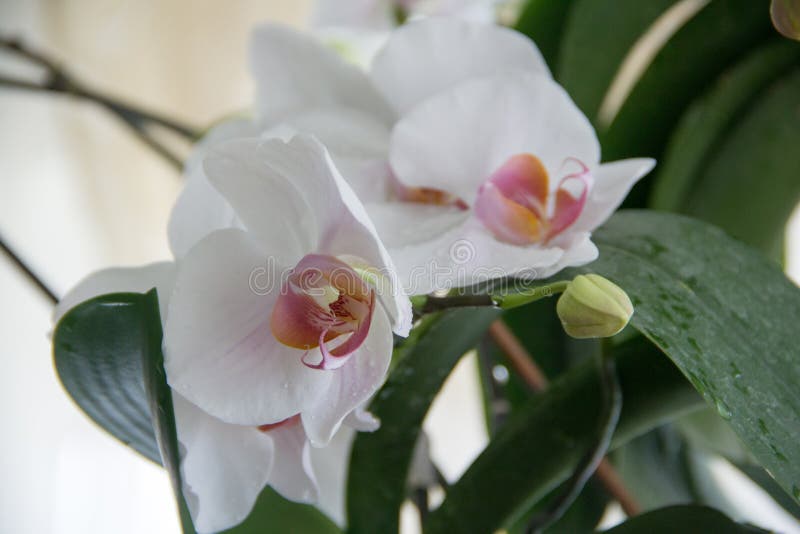 Orchid stock photo. Image of sepal, blossom, summer, branch - 74813960