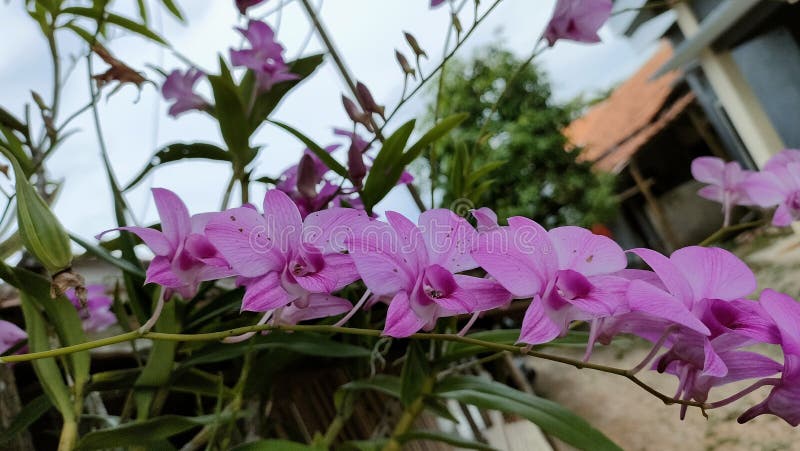Orchid Flowers Can Also Make Your Eyes and Mind Fresh Stock Photo ...