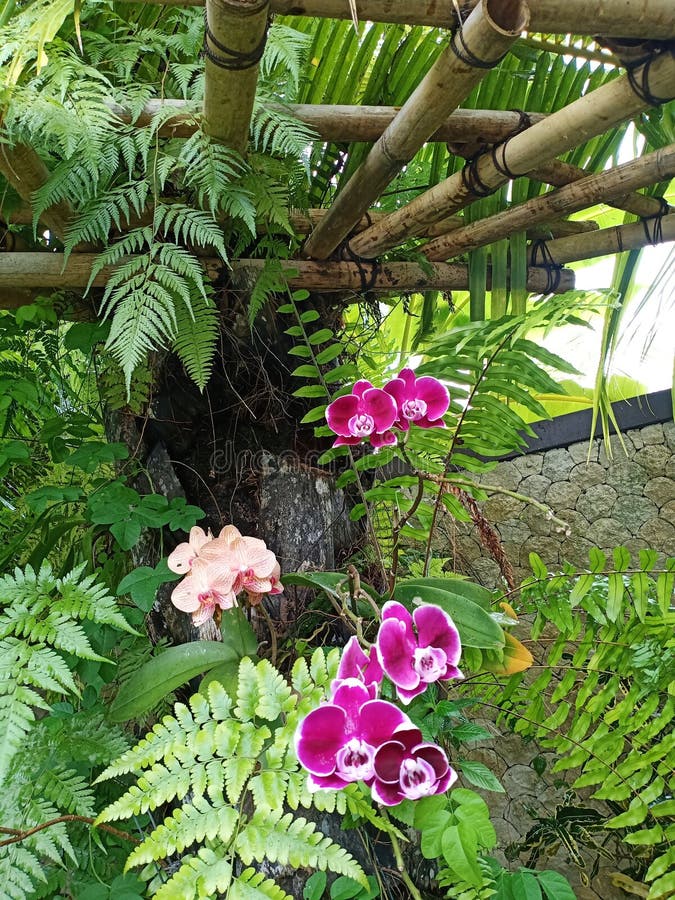 Orchid Flowers with Coconat Tree Stock Photo - Image of vegetation ...