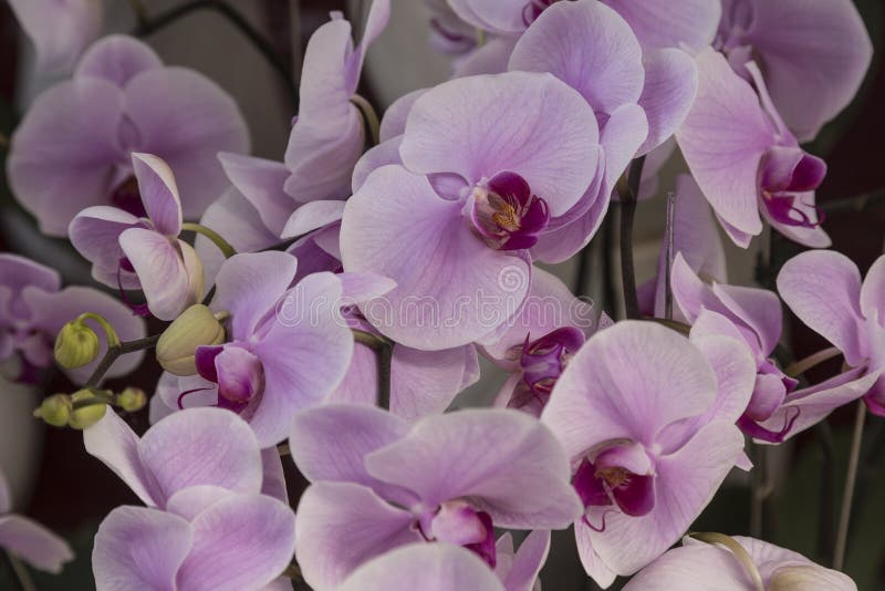 Orchid flowers stock photo. Image of orchids, flowers - 84295356