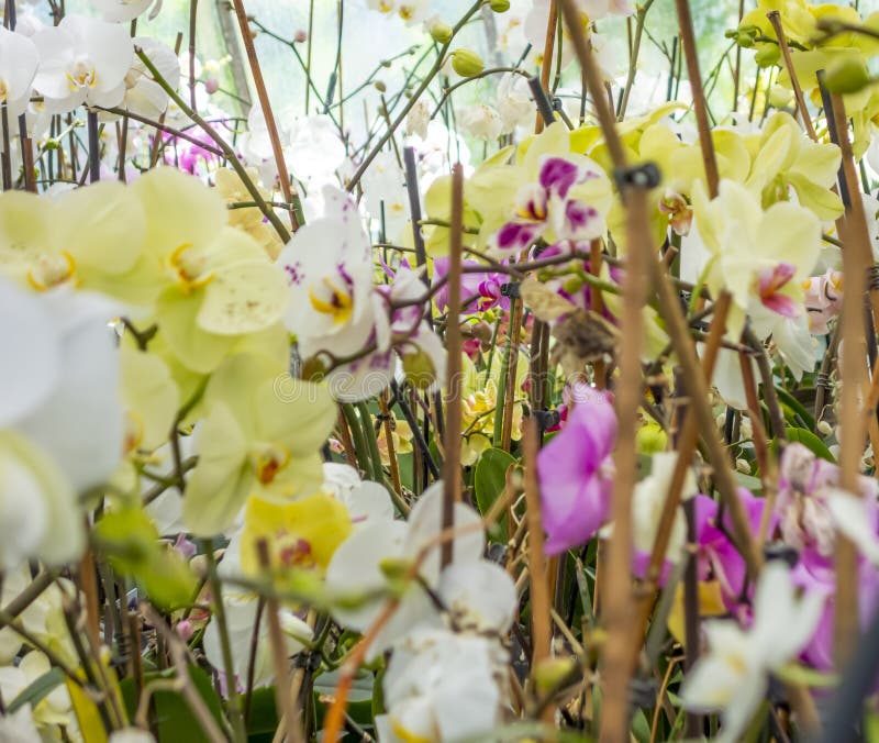 Orchid flowers stock image. Image of dense, close, stalk - 156231865