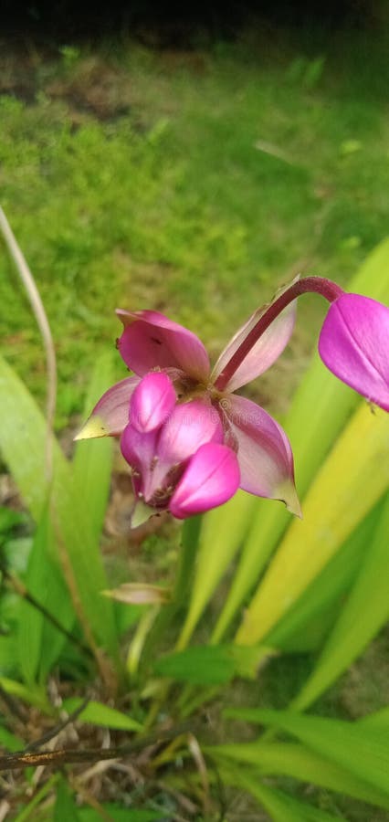 Orchid Flowers that Have Not yet Bloomed are Deep Purple. Stock Image ...