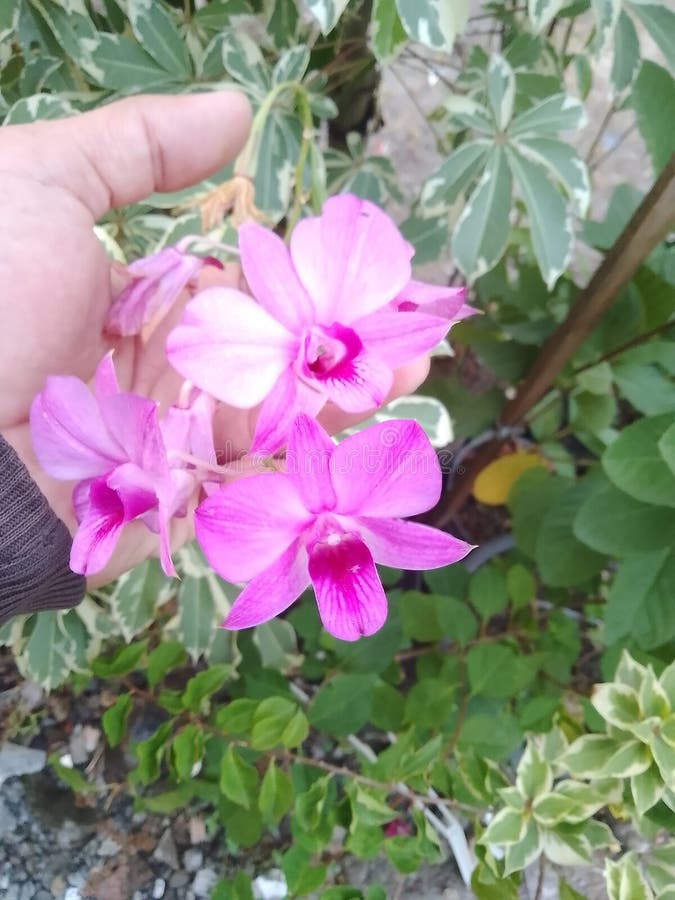 Orchid Flowers Native To East Java, Indonesia Stock Image - Image of ...