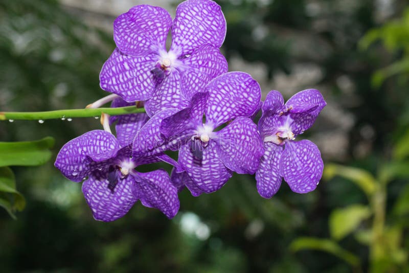 Orchid flowers stock photo. Image of exotic, leave, closeup - 60696506