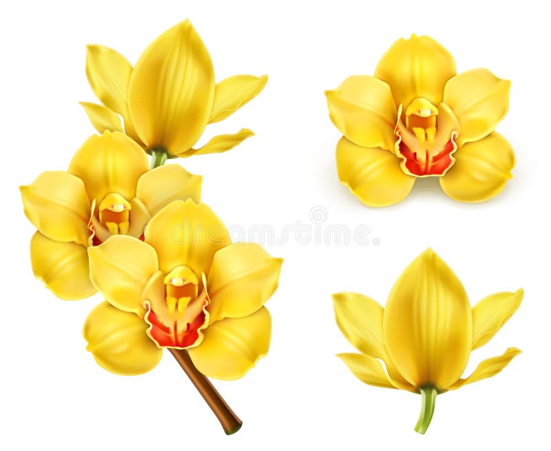 Orchid Flowers, Vector Icons Stock Vector - Illustration of summer ...
