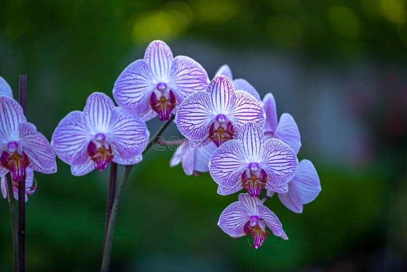 Orchid flowers stock image. Image of group, bunch, exotic - 100596081