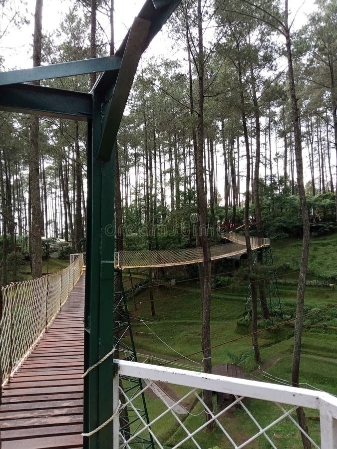 Trees and Sky View in Orchid Forest Cikole Stock Image - Image of fence ...