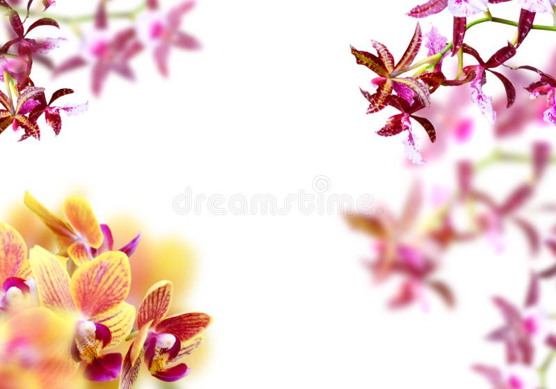 Orchid frame stock image. Image of rainforest, branch - 25048107