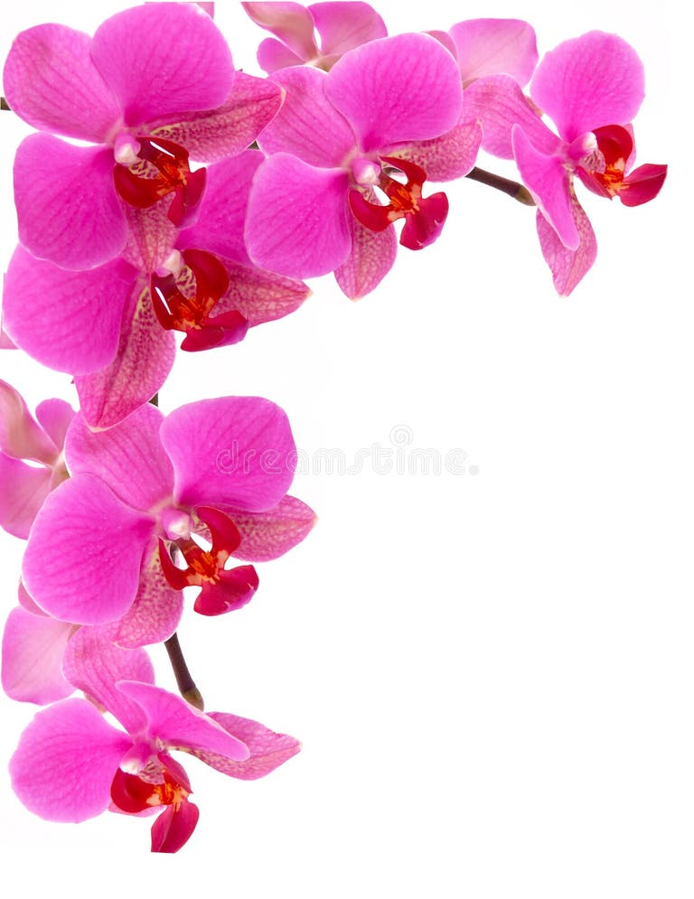 13,300 Orchid Frame Stock Photos - Free & Royalty-Free Stock Photos ...