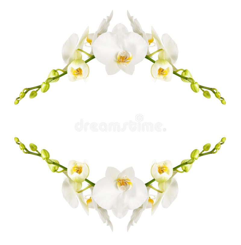 2,719 White Orchids Frame Background Stock Photos - Free & Royalty-Free ...