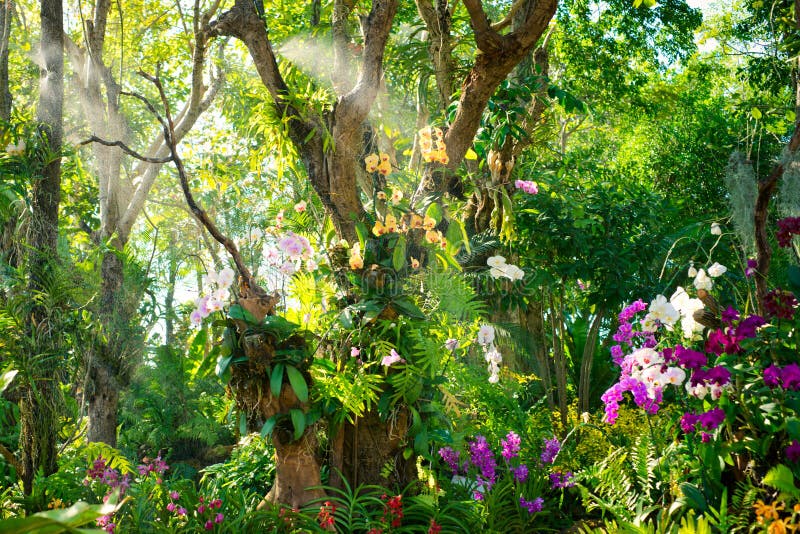Orchid garden stock image. Image of rainforest, vibrant - 25246039