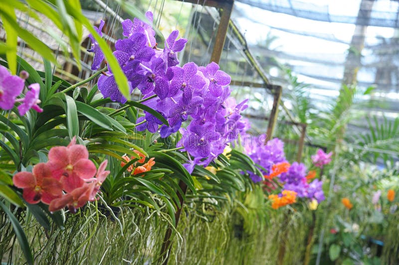 Orchid garden stock photo. Image of growth, garden, elegance - 27162946